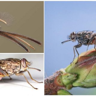 Муха цеце: фото и описание