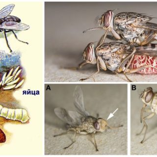 Муха цеце: фото и описание